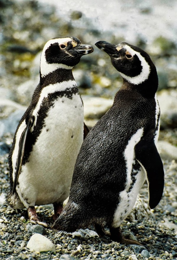 Chile-Penguins – GL Tours